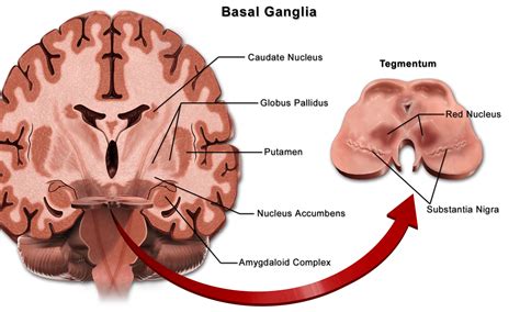 Midbrain Facts Anatomy Functions Summary And Definition