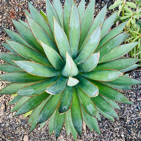 Succulents World