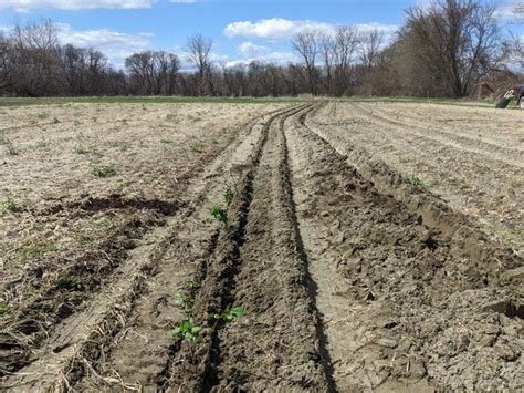 Intervale Center Agroforestry Riparian Buffer Project — Intervale Center