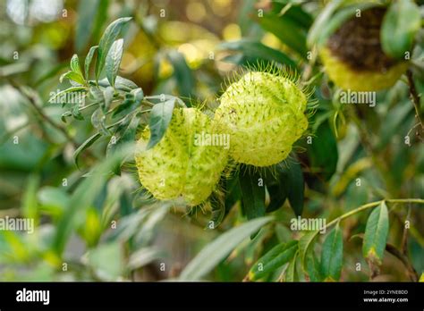 Gomphocarpus Physocarpus Commonly Known As Hairy Balls Balloonplant