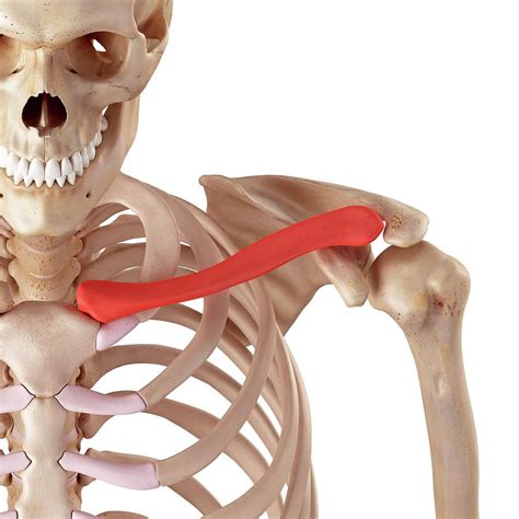 Human Collarbone At Natalie Hawes Blog
