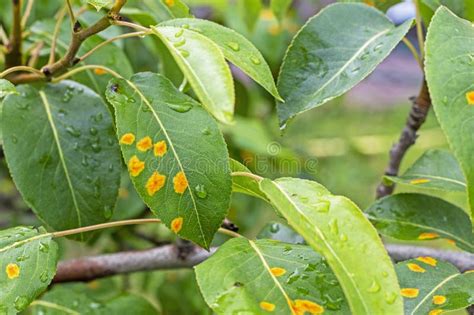 Yellow Rust Spots On Pear Leaves Garden Disease Stock Photo Image Of Fungus Control 321947602