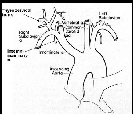 Vascular Anatomy And Pathology Review Flashcards Quizlet
