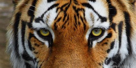 Html5 Svg实现中国地图与世界地图 Html5 青岛星网