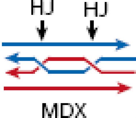 Figure 1 From Self Recognition Of Dna From Life Processes To Dna Computation Semantic Scholar