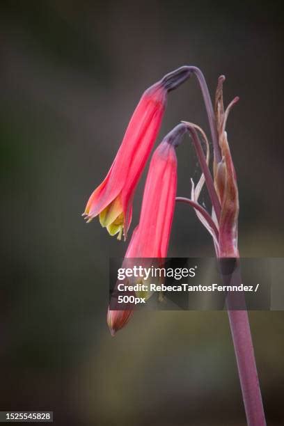 24 Tantos Stock Photos, High-Res Pictures, and Images - Getty Images