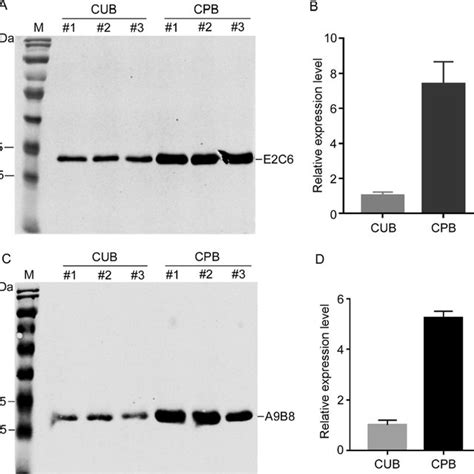 The Expression Of The Optimized Sequences Designed With Codon Usage And Download Scientific