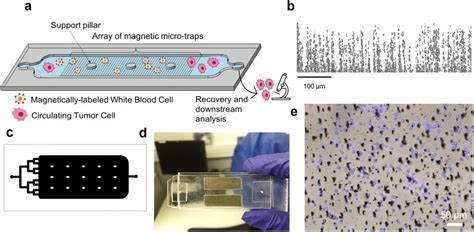 Microfluidic Device On Purification Of Tumor Cells Ufluidix