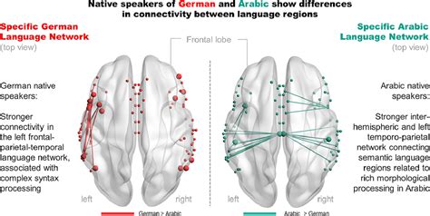 How Our First Language Shapes Brains Connectivity Structure Mapping