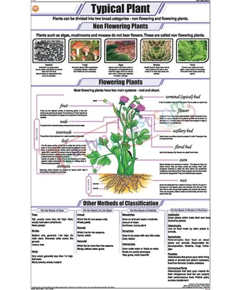 Typical Plant Chart Laminated With Rollers Teachingnest
