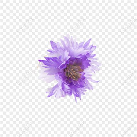 수레 국화 장식 꽃 잎 꽃잎 일러스트 시계 일러스트직사각형식물