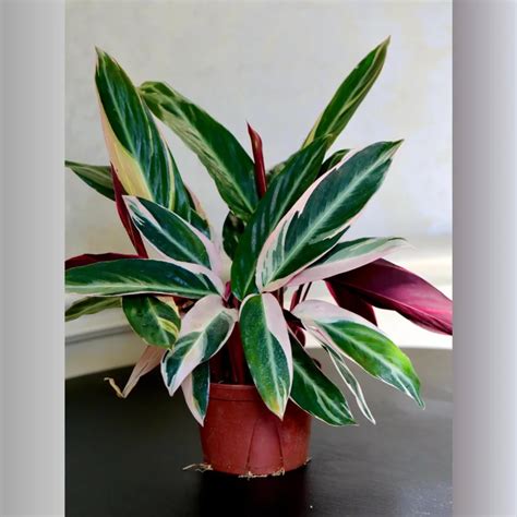 Stromanthe Triostar Live Plant 6 Pot Pink And Green Foliage