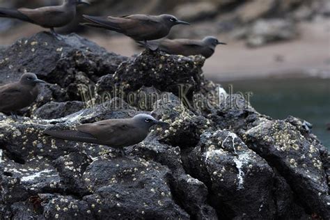60071204 Galapagos Brown Noddy Terns Or Common Noddy Terns Flickr