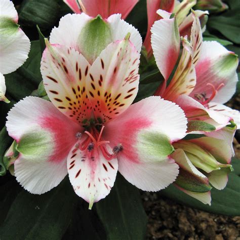 Alstroemeria Plants For Sale Easy To Grow™ Easy To Grow Bulbs