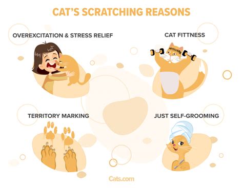 How To Stop Cats From Scratching Furniture Cats Com