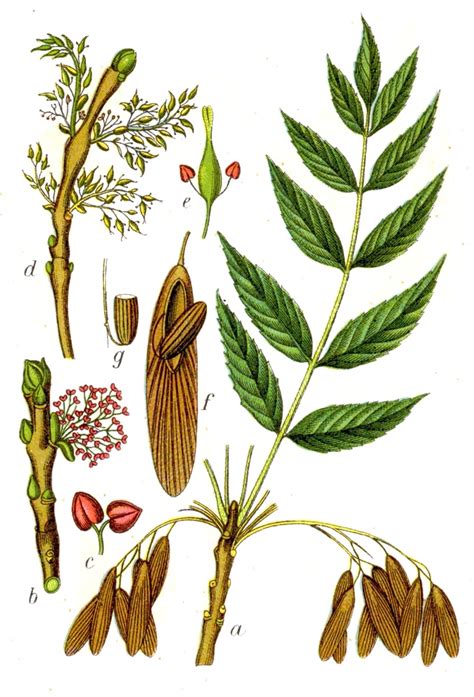 Fraxinus Excelsior Clipart 18 Free Cliparts Download Images On Clipground 2026