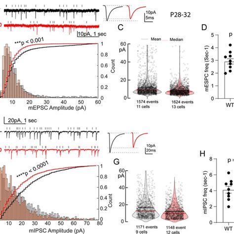 5xfad Vc L5 Neurons Show Reduced Spontaneous Synaptic Mepsc And Mipsc