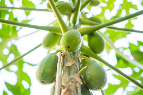 파파야 나무 파포 또는 Pawpaw에 과일은 식물 카리카 파파야 가족 카리카과 속 카리카에서 허용 된 22 종 중 하나입니다 건강한 생활방식에 대한 스톡 사진 및 기타