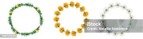 푹신하고 노란 민들레 꽃이 있는 수채화 화환 세트 하얀 고립된 배경에 클립아트 식물 초원 그림을 손으로 그린다 디자이너 장식 엽서 포장지 스크랩북 표지 초대장 웨딩 디자인