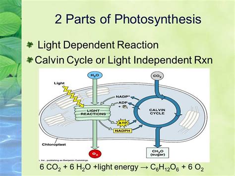 Unlock The Secrets Of Photosynthesis With Olabs Simulator Answer Key Inside
