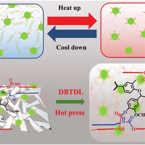 A Thermoplastic Lignin Based Polyurethane Elastomer B Remodeling Download Scientific Diagram