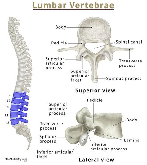 Labeled Lumbar Vertebrae Lab 6—labeled Vertebrae