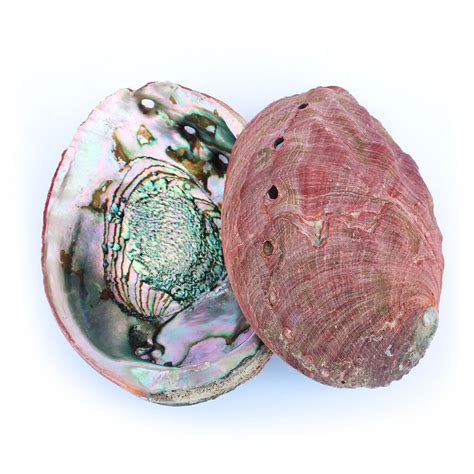 Small Red Abalone Seashells Ear Shells California Seashell Co