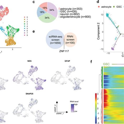 Single Cell Trajectory Analysis Suggests That Znf117 Regulates Gsc Download Scientific Diagram