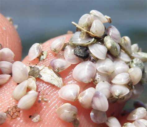 Unveiling The Mysteries Of Clam Reproduction Homeostasis Lab