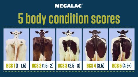 Everything you need to know about body condition scoring dairy cows