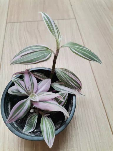 Vodenka Aukce Rostlin