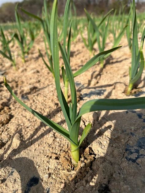 2025년 봄 초보농부 농사 시작 감자심기작년 겨울 양파와 마늘