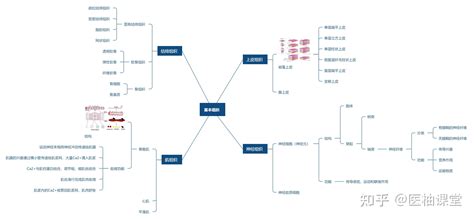 人体解剖生理学 思维导图分享 知乎