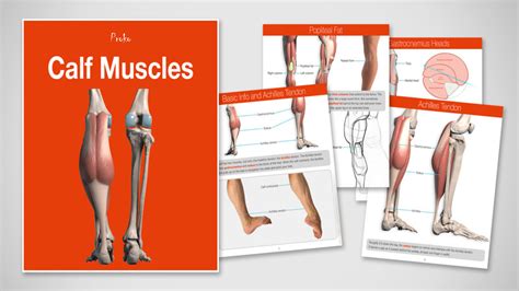 Proko EBook Calf Muscles