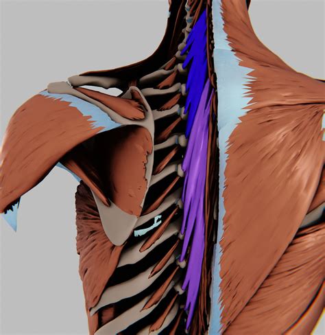 Semispinalis