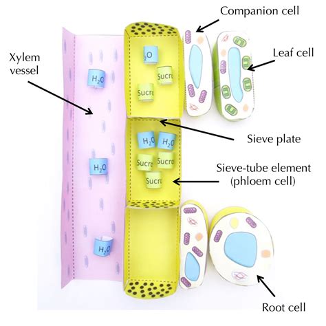 Phloem Cell