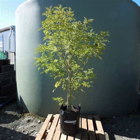 Fraxinus Griffithii — Statement Trees