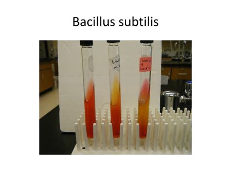 Bacillus Subtilis Identification Test