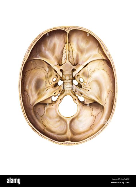 Illustration Of The Base Of The Cranium This Endocranial View Is From