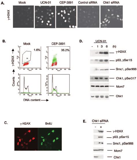 Chk1 Inhibition Causes Massive Phosphorylation Of Atr Targets In Download Scientific Diagram