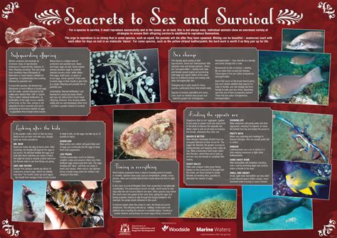 Eggs In The Sea Department Of Primary Industries And Regional Development