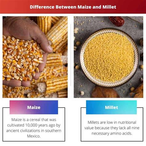 Maize Vs Millet Difference And Comparison
