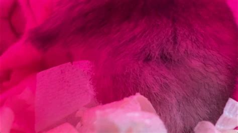 햄스터 아롱이 자는 모습 Youtube