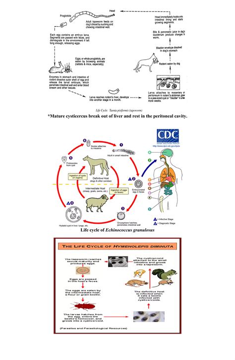 Nematodes Trematodes And Cestodes Handouts Pdf