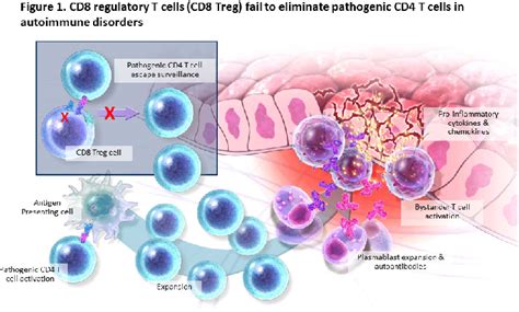 Cd8 Regulatory T Cells Cd8 Treg Fail To Eliminate Pathogenic Cd4 T