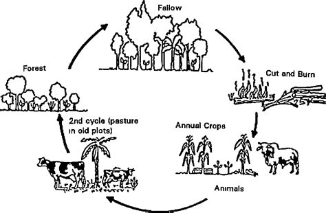 Shifting Agriculture Diagram