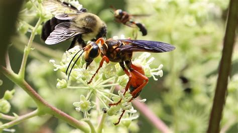 Monarch Predators Revisited A Beneficial Insect Is A Beneficial Insect
