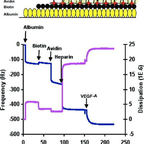 Quartz Crystal Microbalance With Dissipation Monitoring Analysis Of Download Scientific Diagram