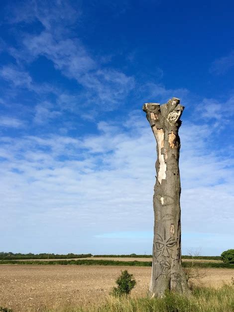 Premium Photo Human Face Drawn On Tree Trunk