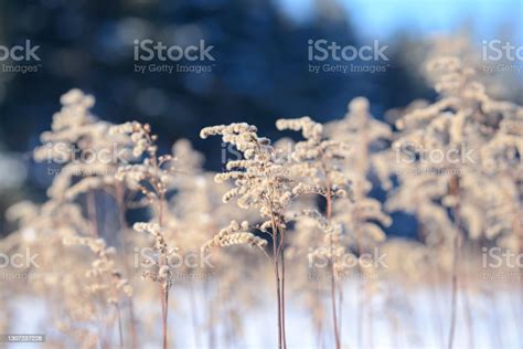 겨울 눈밭에서 풀과 꽃의 마른 가지 계절의 차가운 자연 배경 겨울 풍경 세부 사항 야생 식물은 얼어 붙고 초원에 눈과 얼음으로 덮여 있습니다 0명에 대한 스톡 사진 및 기타